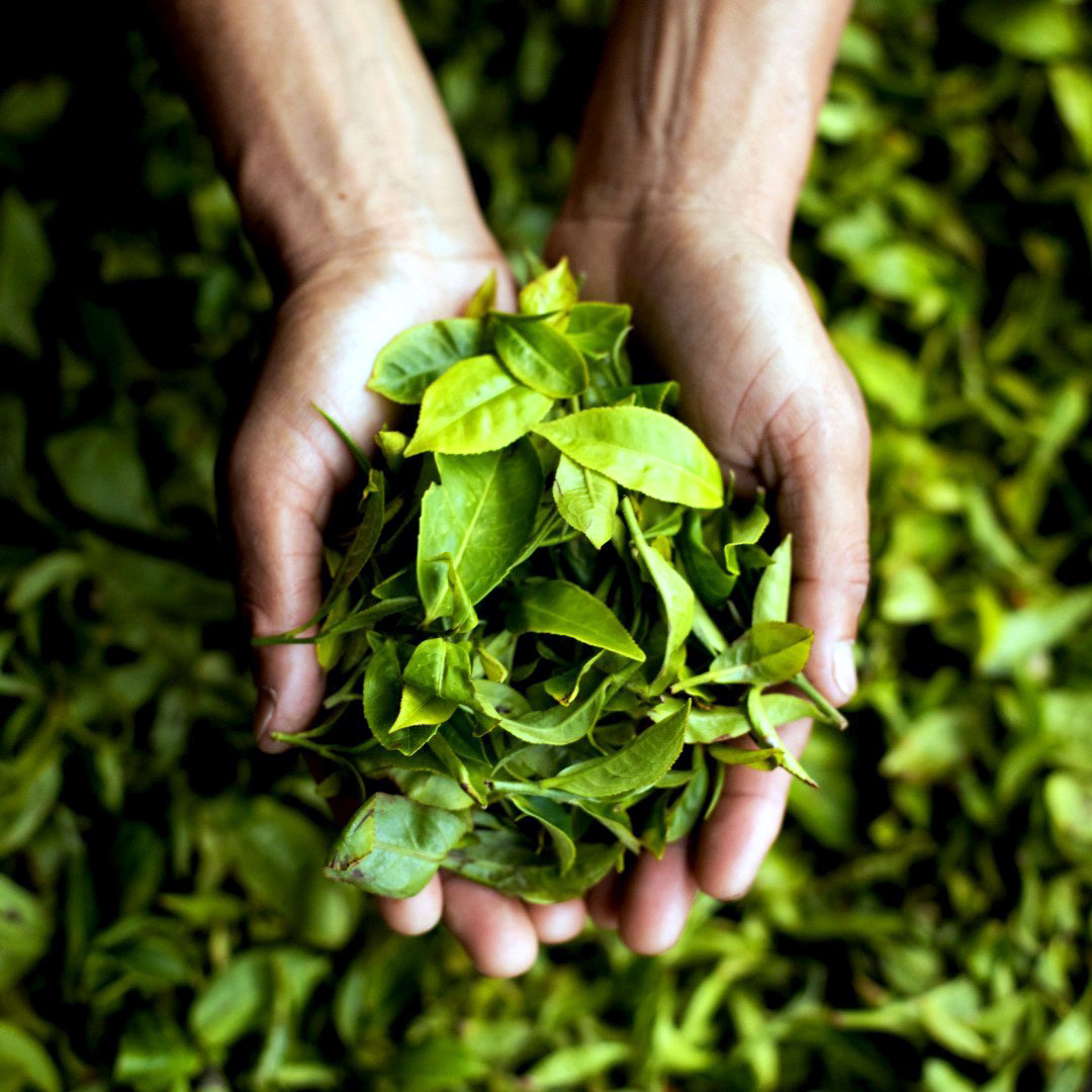 The Journey of a Tea Leaf: From Harvest to Your Cup – The Wellness Store
